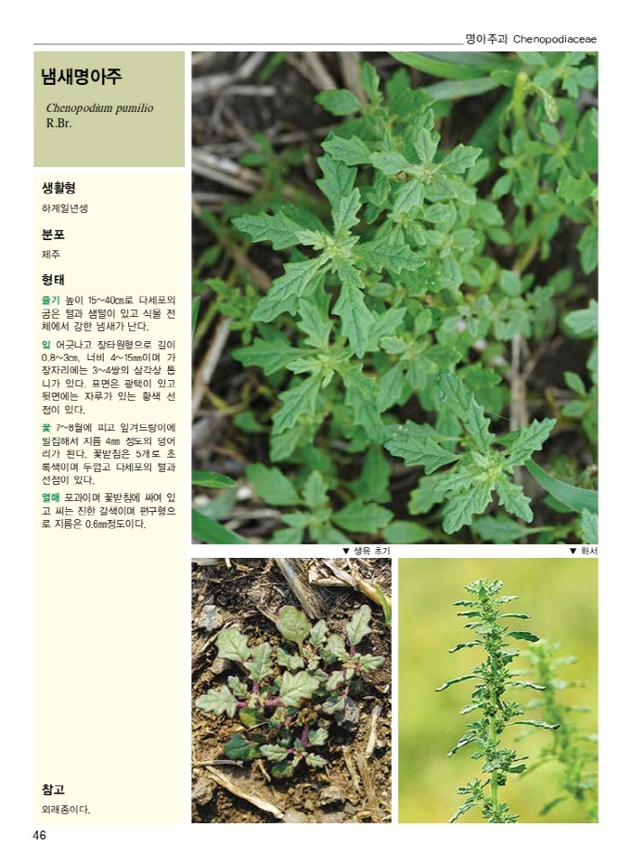 냄새명아주 – 한국잡초학회