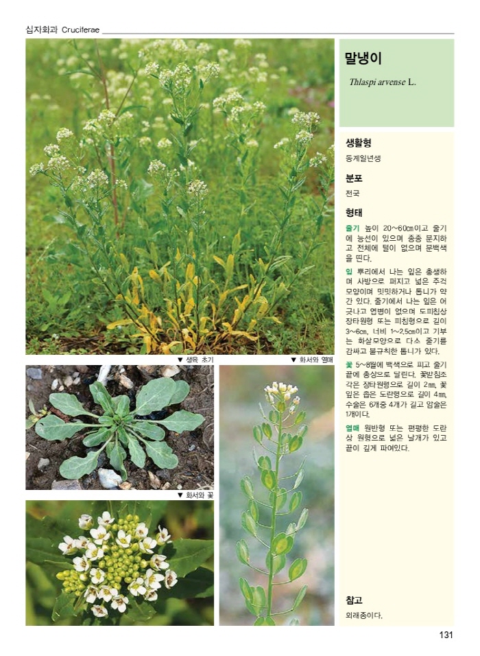 말냉이 – 한국잡초학회