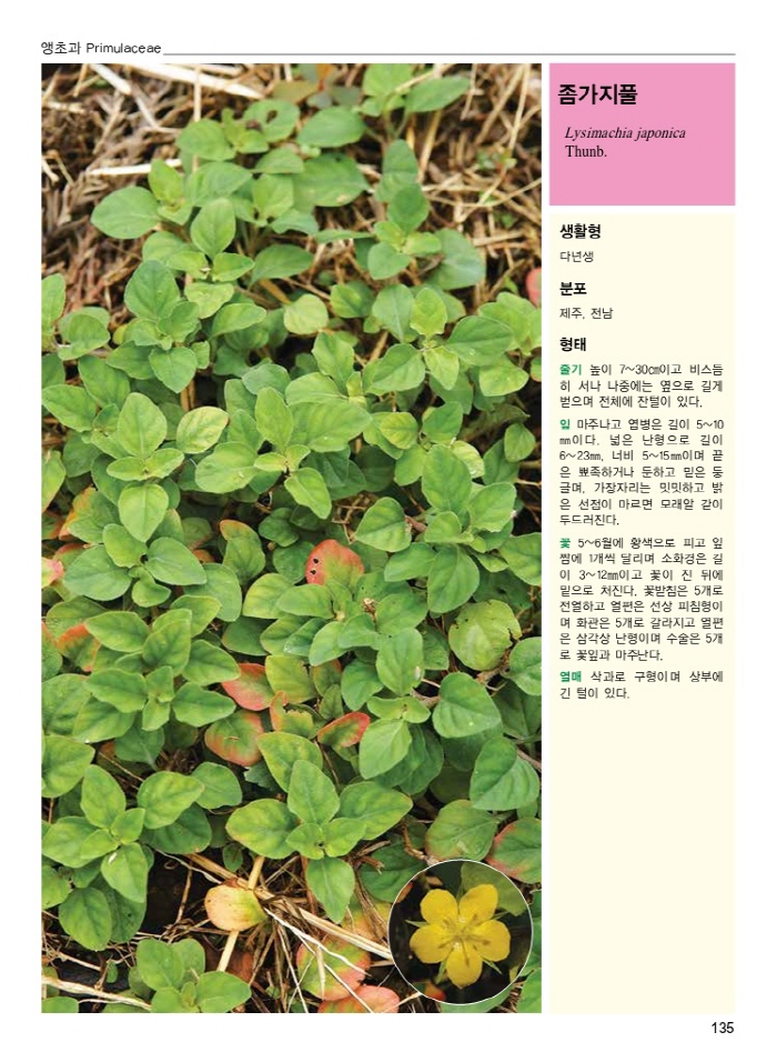 좀가지풀 – 한국잡초학회