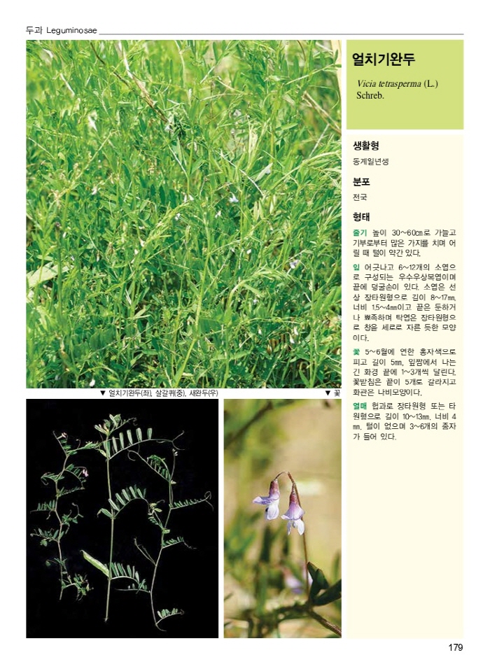 얼치기완두 – 한국잡초학회