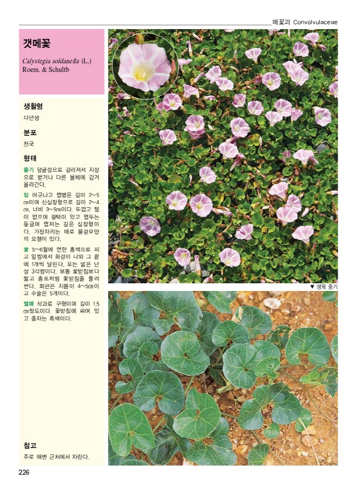 갯메꽃 – 한국잡초학회